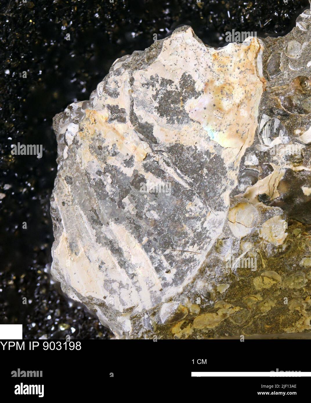 Ammonoidea order hi-res stock photography and images - Alamy