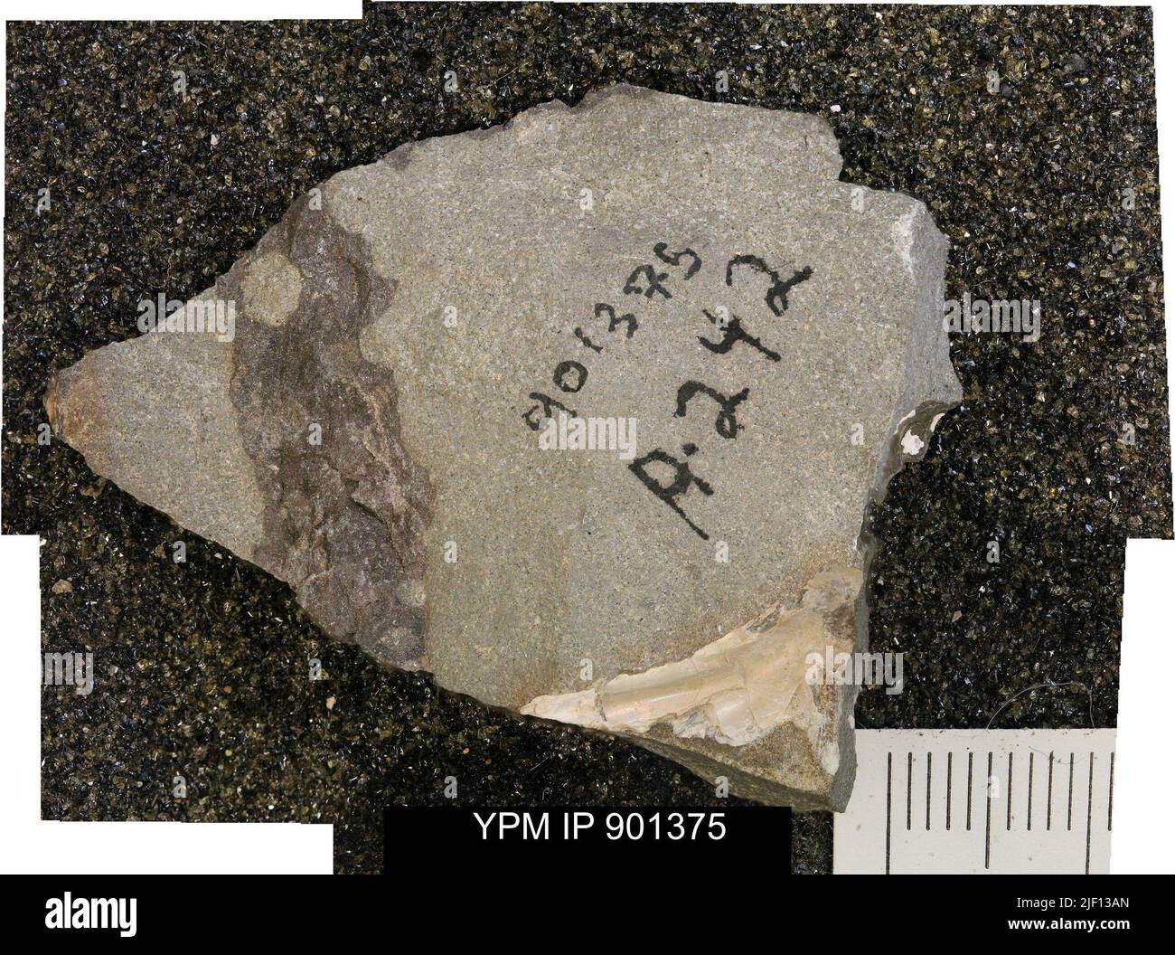 Teredo hi-res stock photography and images - Alamy