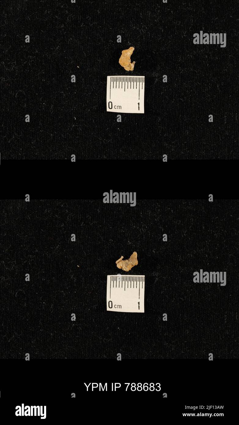 Loss of differentiation hi-res stock photography and images - Alamy