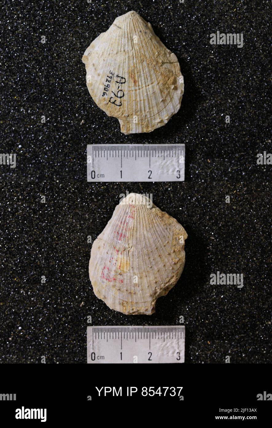 Chlamys sp hi-res stock photography and images - Alamy