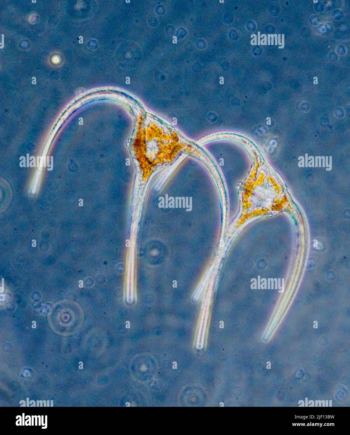 Dinoflagellates Peridinium