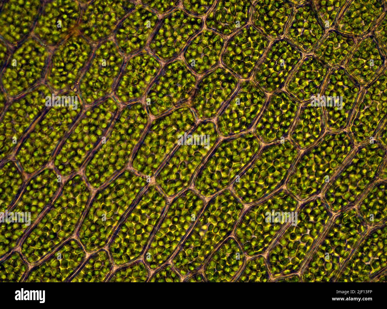 Plantcells hi-res stock photography and images - Alamy