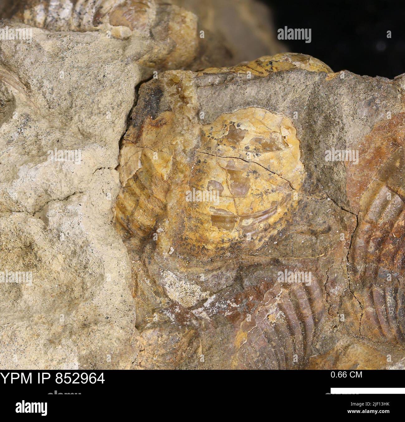 Inoceramus cf. acutiplicata Stock Photo - Alamy