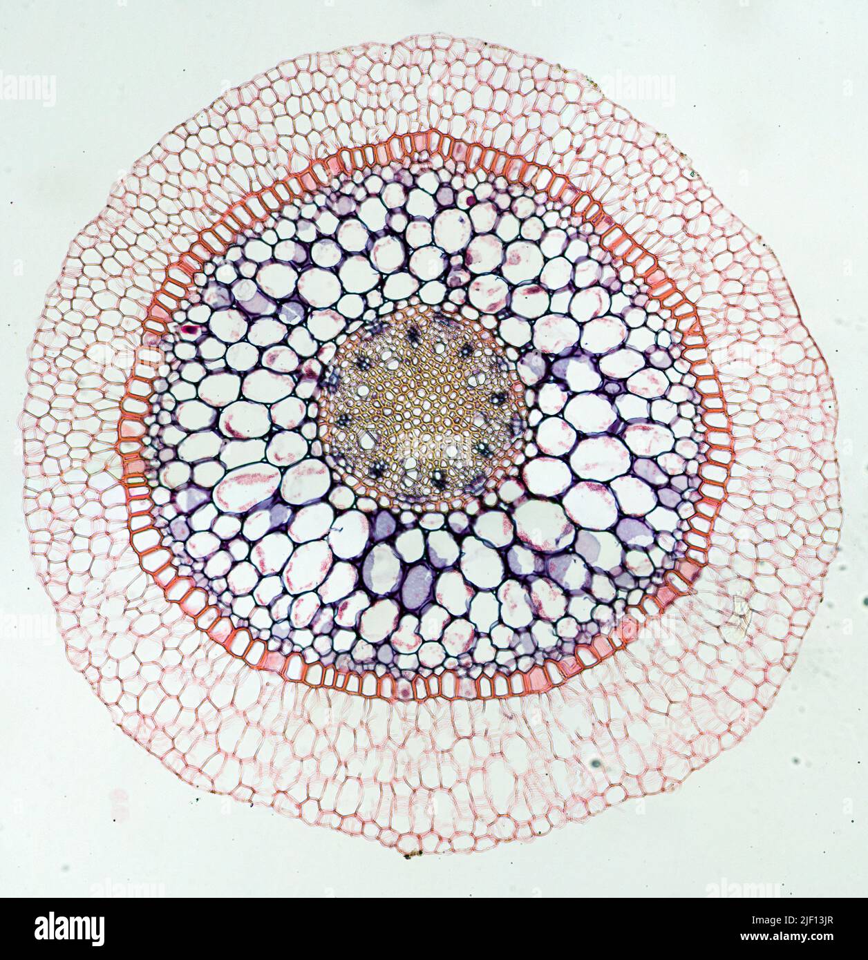 Cross section of an air-root from an orchid (Oendrobium sp Stock Photo ...