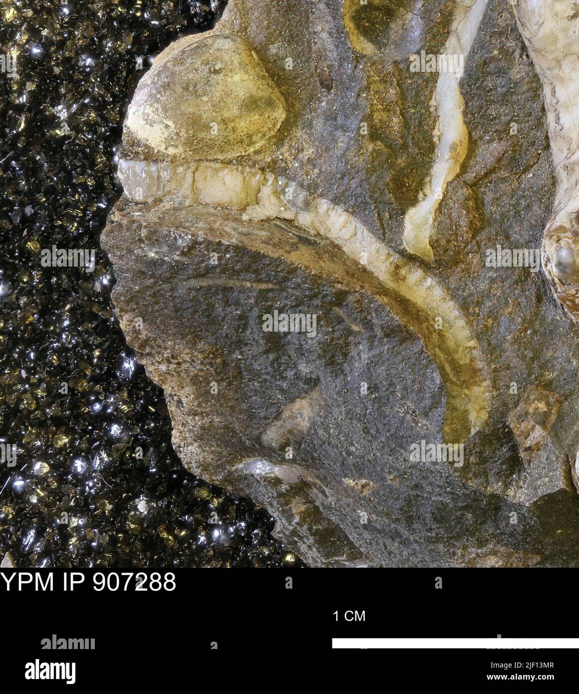 Undet bivalvia animalia hi-res stock photography and images - Alamy