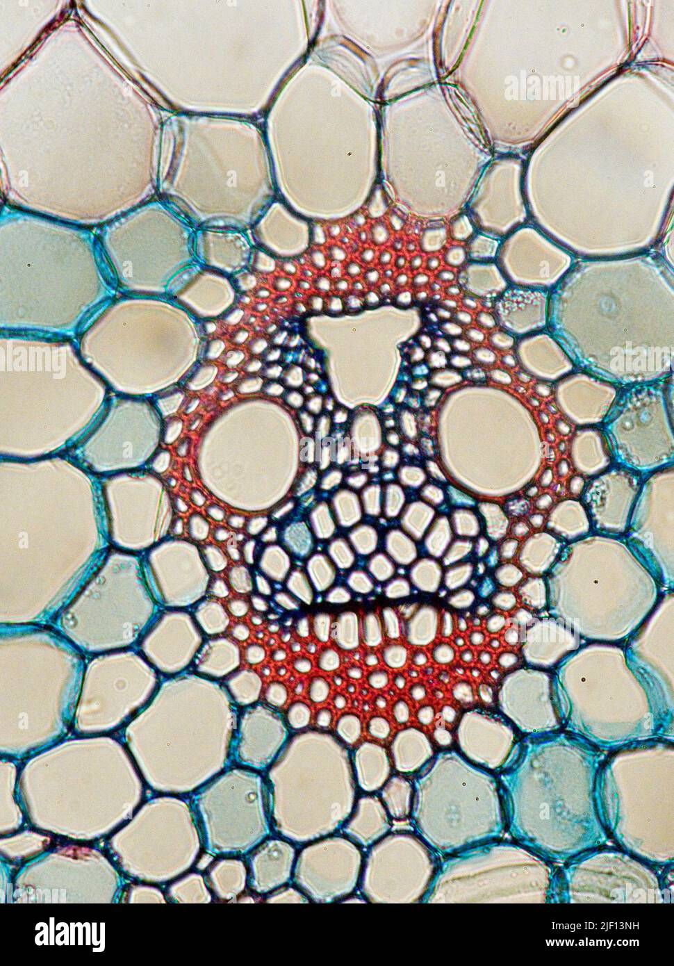 Vascular bundle from maize (Zea mays Stock Photo - Alamy