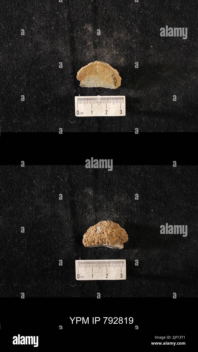 Invertebrate zoology duncan hi-res stock photography and images - Alamy