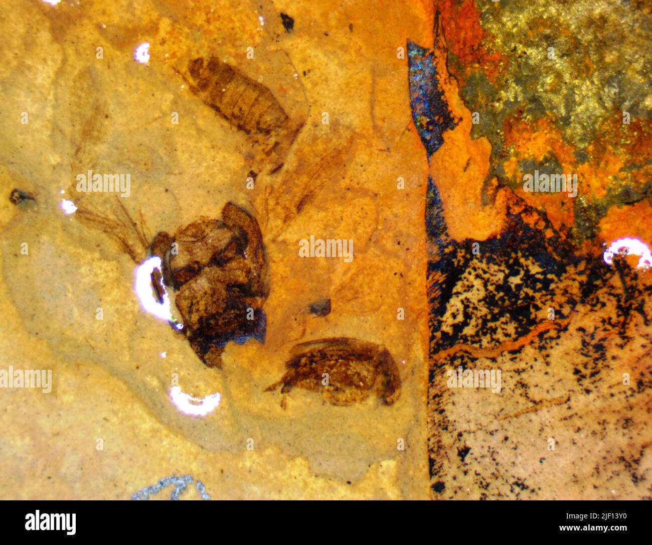 Coleoptera insect classification hi-res stock photography and images ...