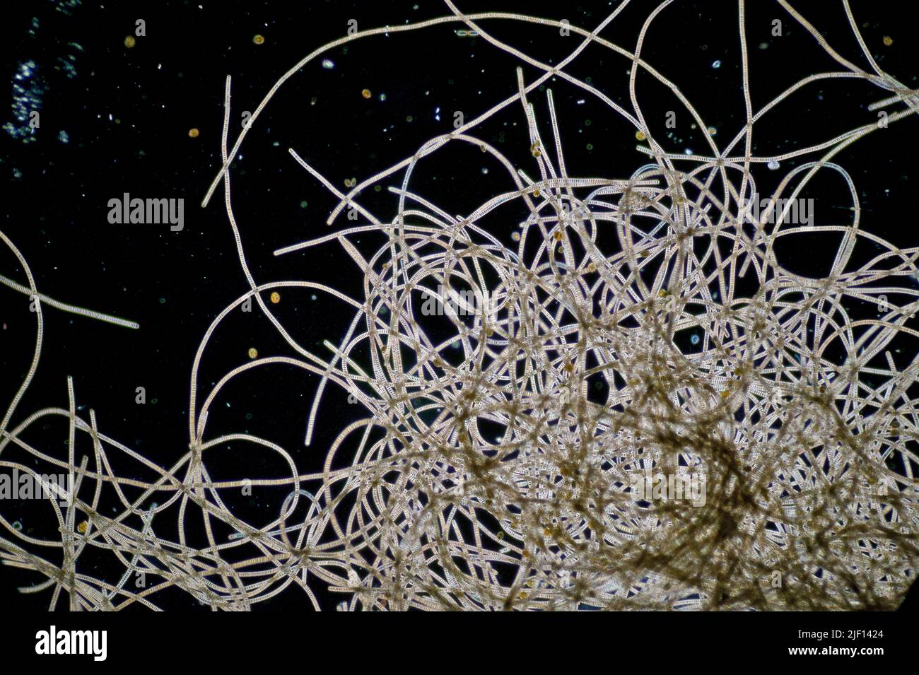 Oscillatoria Bacteria