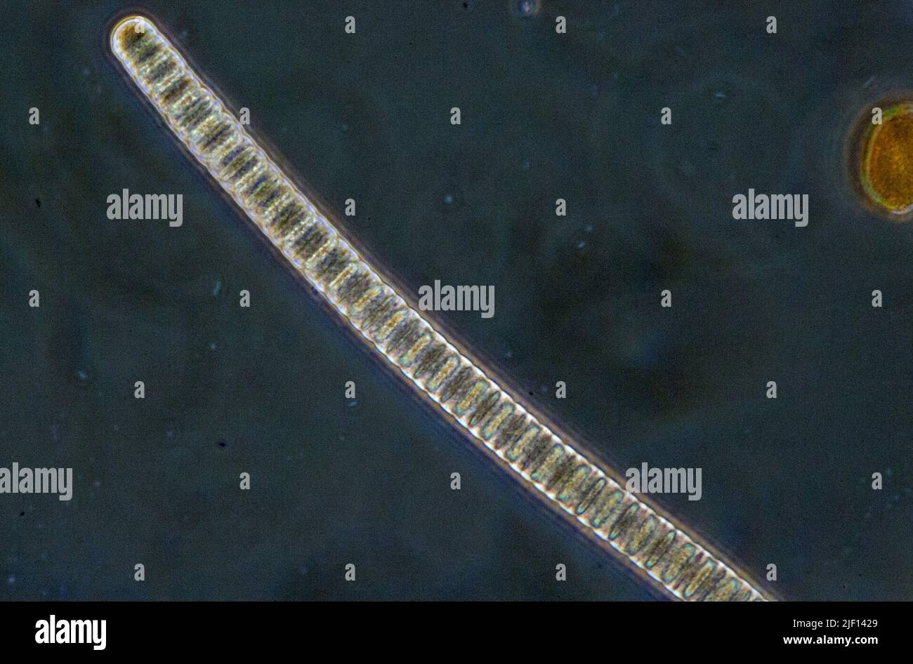 Micro samples of dark brown to dark red cyanobacteria growing in a ...