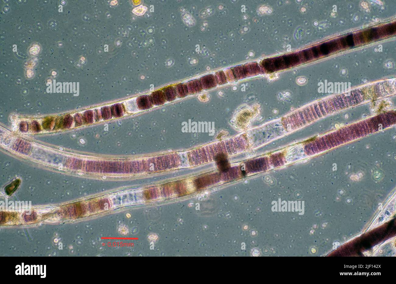 Cyanobacteria belonging to the genus Lyngbya Stock Photo - Alamy