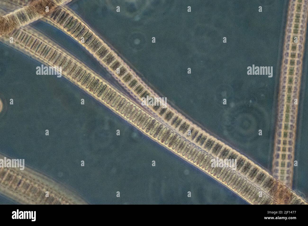 Oscillatoria Genus at Felipe Heidt blog