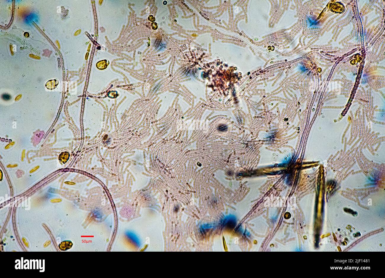 Rode slimalger hi-res stock photography and images - Alamy