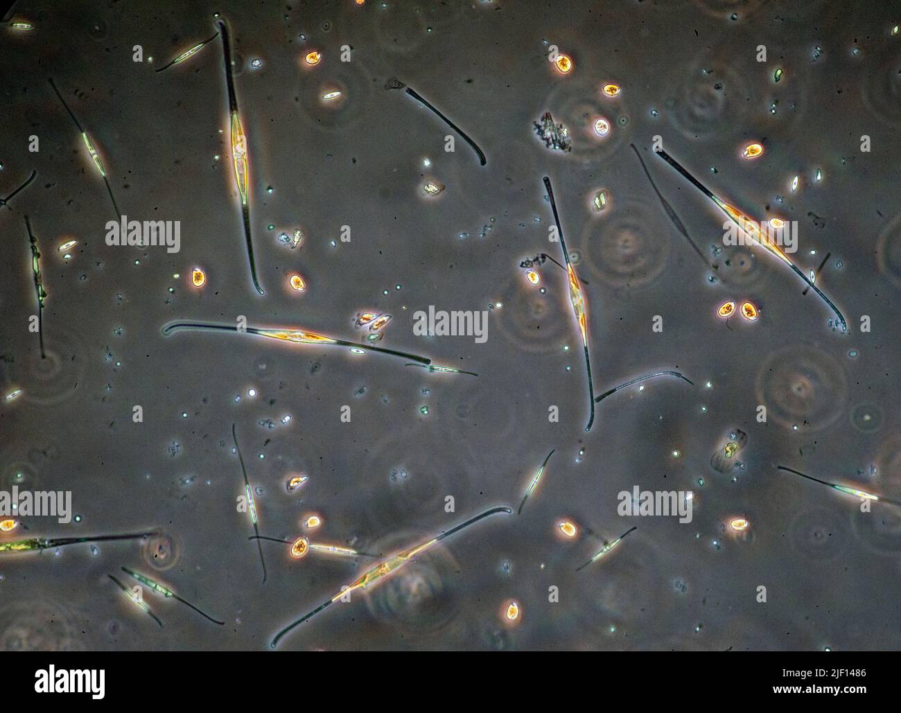 Diatoms hi-res stock photography and images - Alamy