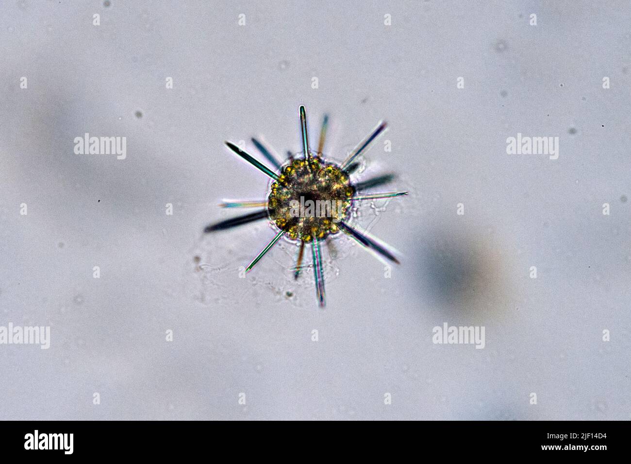 Radiolarier hi-res stock photography and images - Alamy