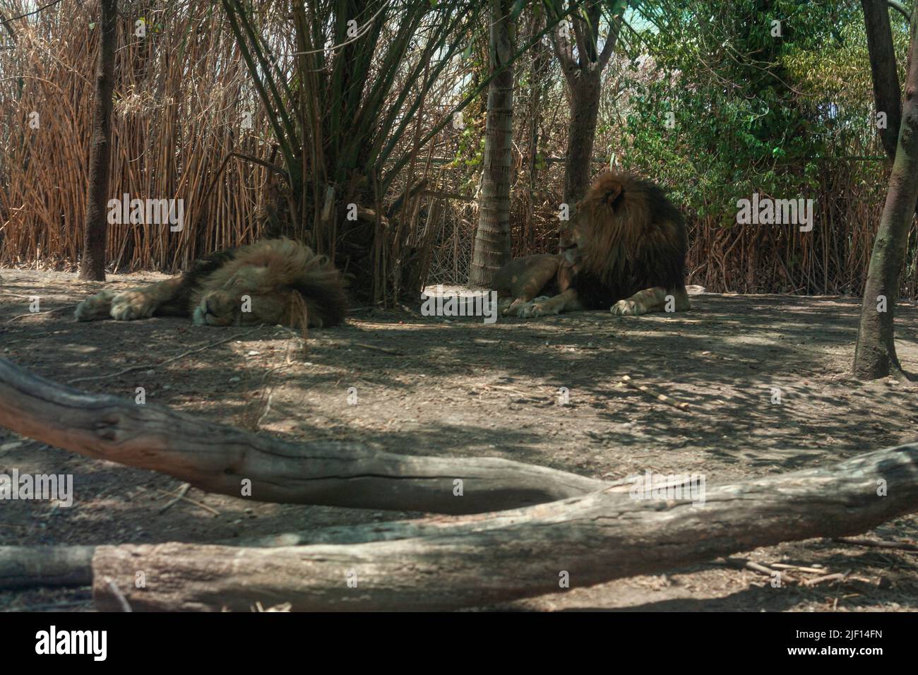 Imposing afrucan lion sporting mane and sharp claws lying on the ground ...