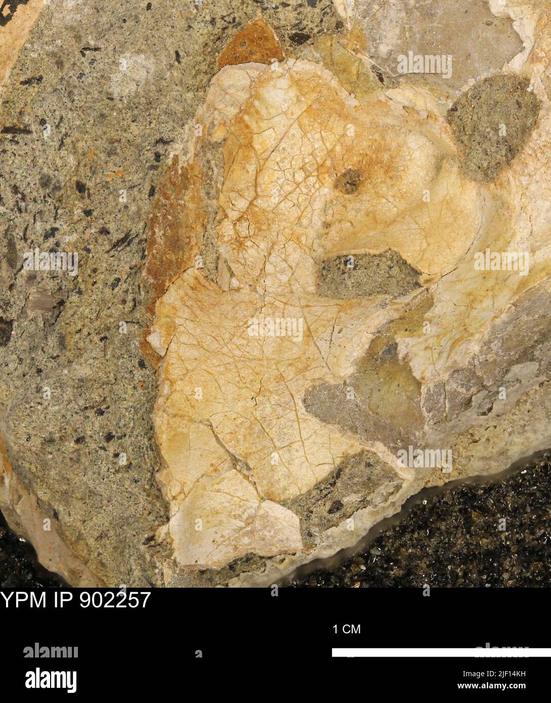 Inoceramidae hi-res stock photography and images - Alamy