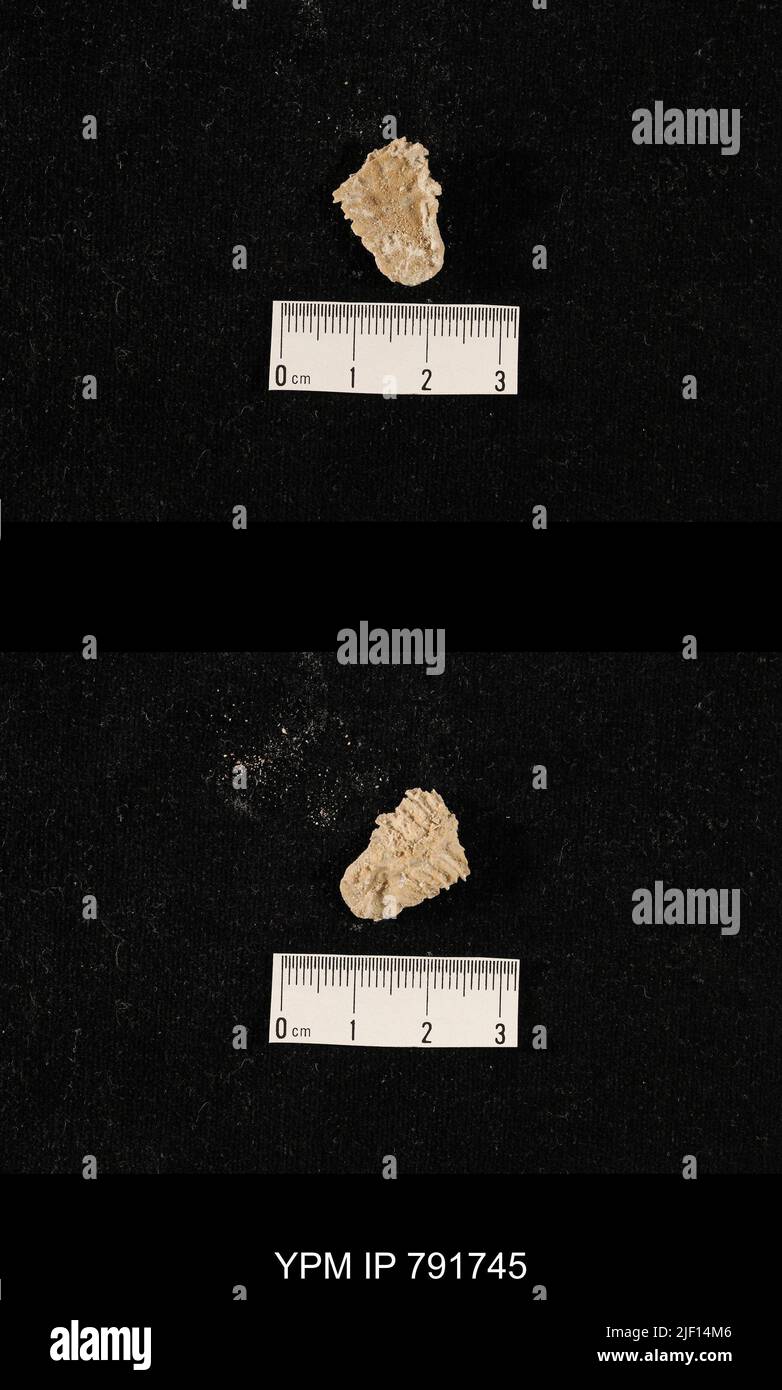 Fragments of bryozoans and animalia hi-res stock photography and images ...