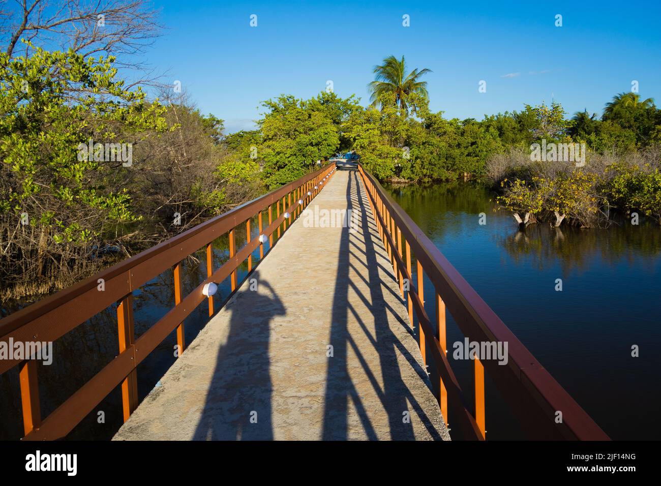 bridge over a swamp in the morning light with shadows and mangroves in ...