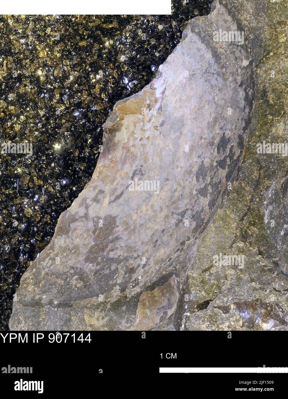 Sphenodiscus sp hi-res stock photography and images - Alamy