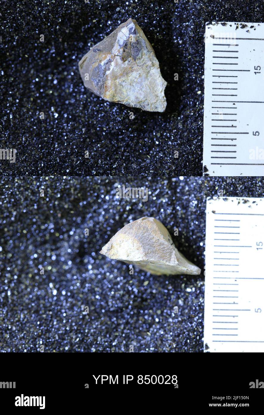 Baculites sp animalia hi-res stock photography and images - Alamy