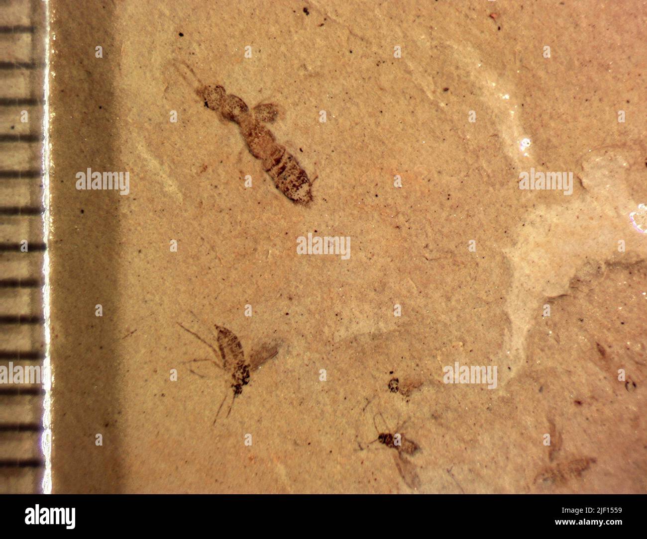 Undet psocoptera animalia hi-res stock photography and images - Alamy