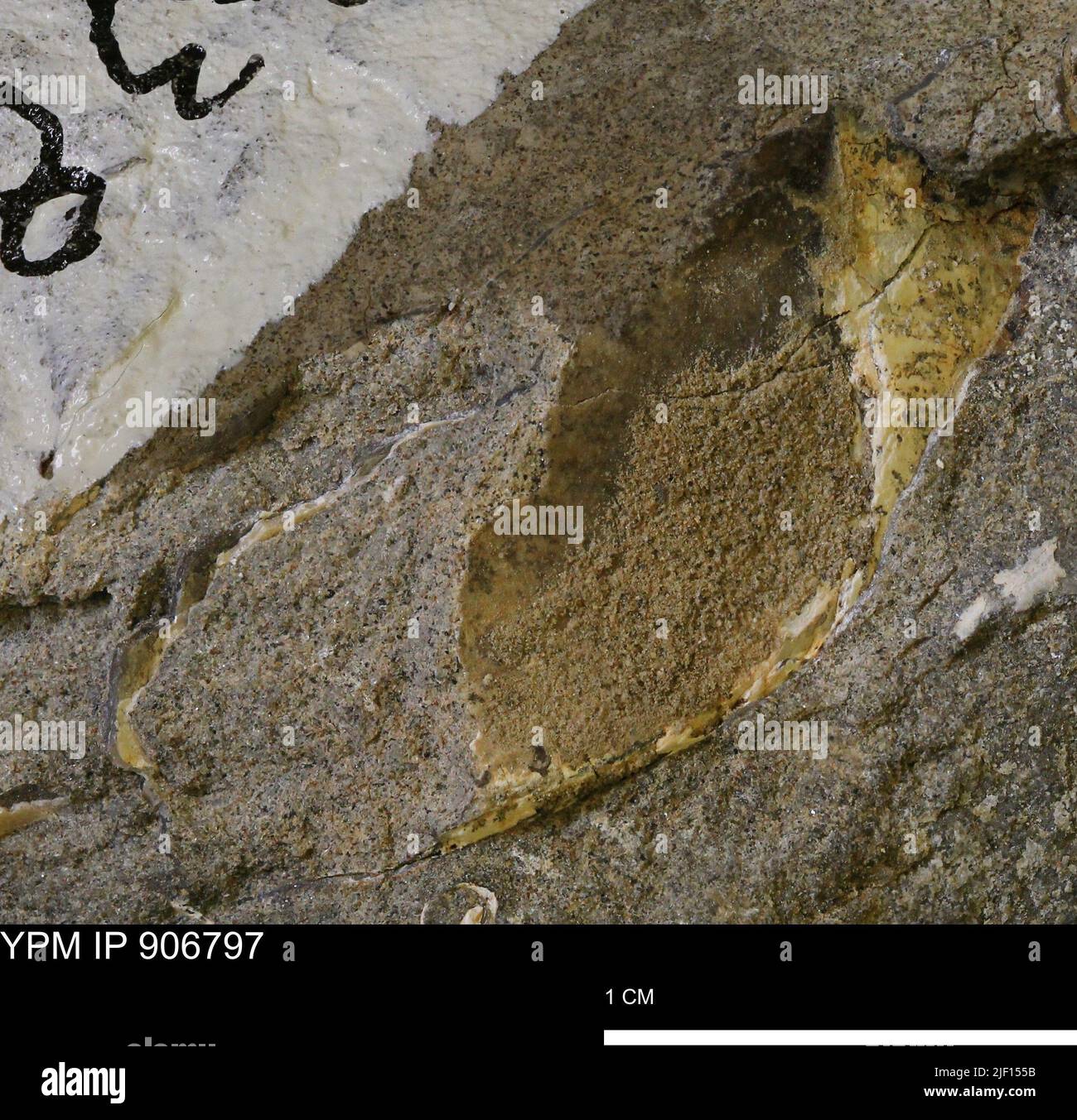 Bivalvia morphology hi-res stock photography and images - Alamy