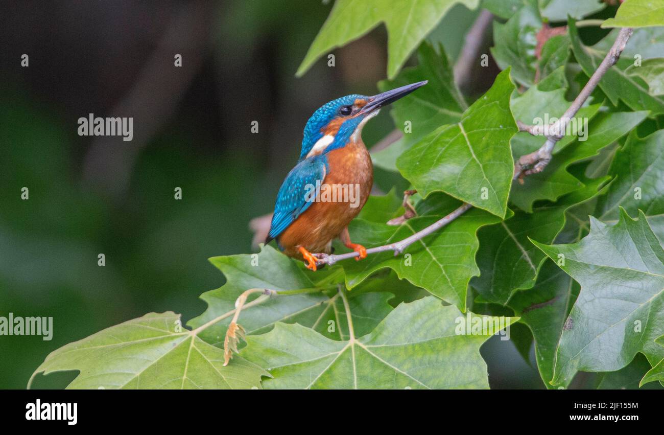 Watching a bird hi-res stock photography and images - Alamy