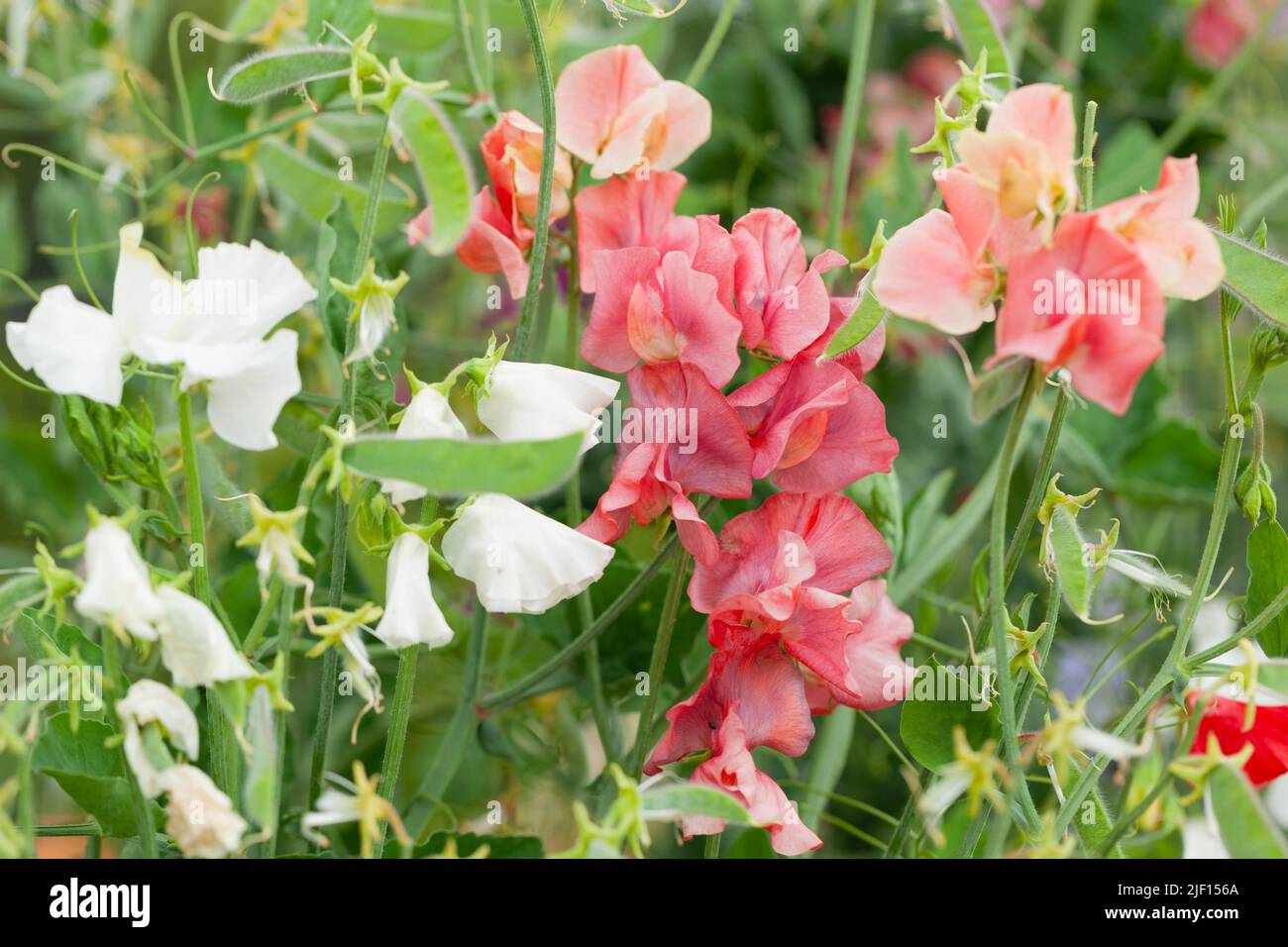 Close-up of colourful varieties of Sweet Peas, Lathyrus odoratus growing during midsummer of ...