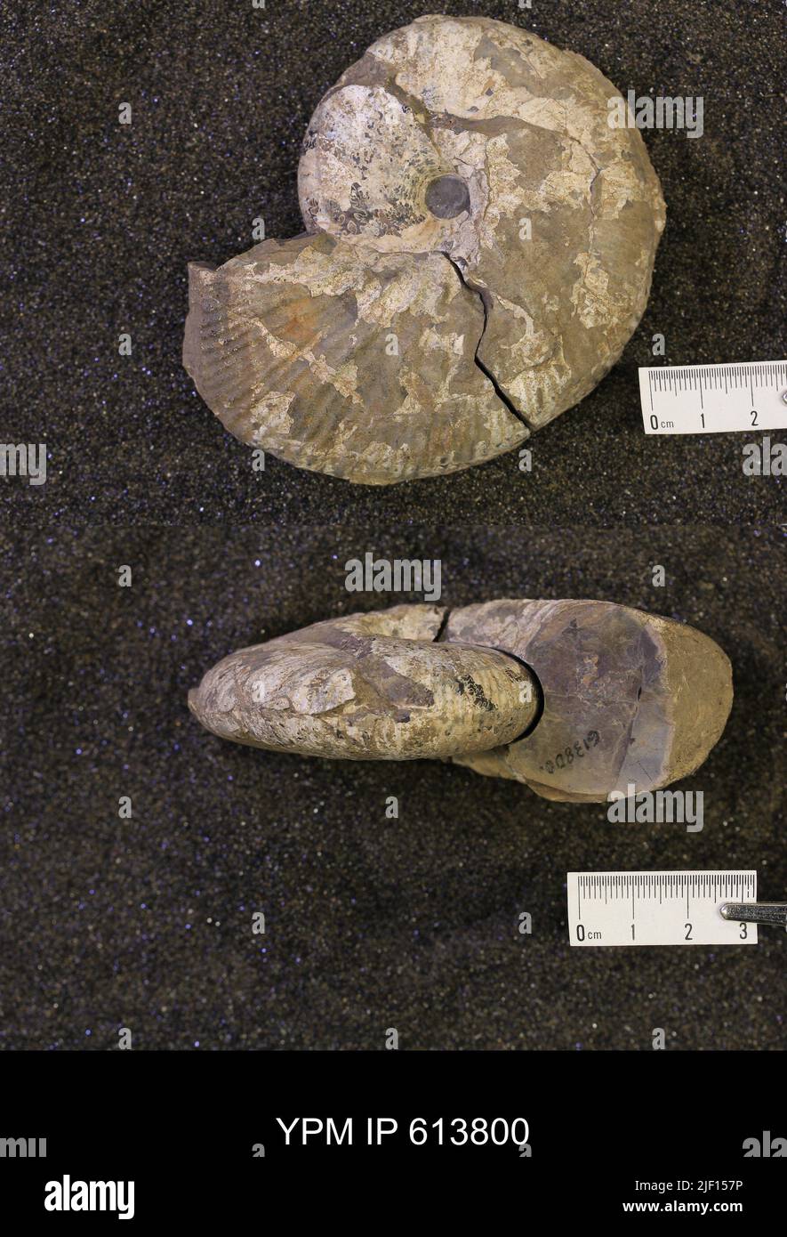 Rhaeboceras halli meek hi-res stock photography and images - Alamy