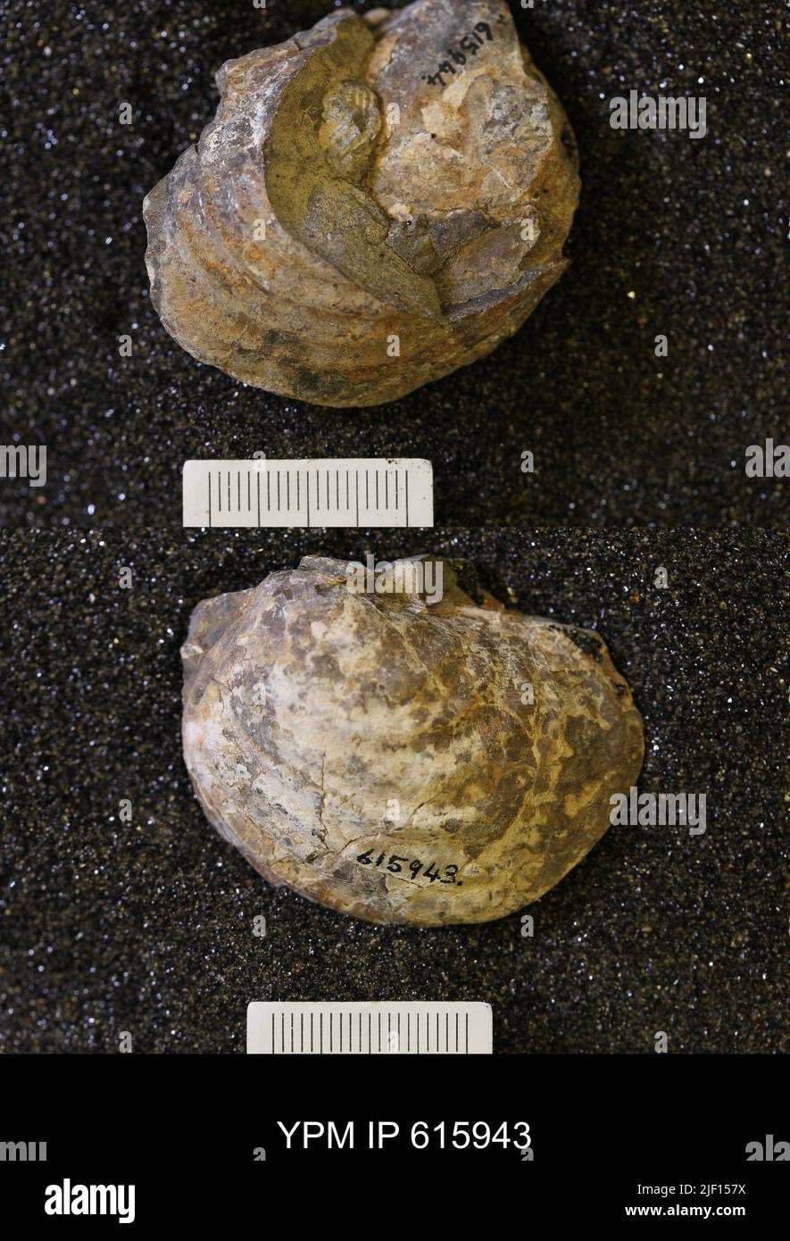 Inoceramus sp animalia hi-res stock photography and images - Alamy