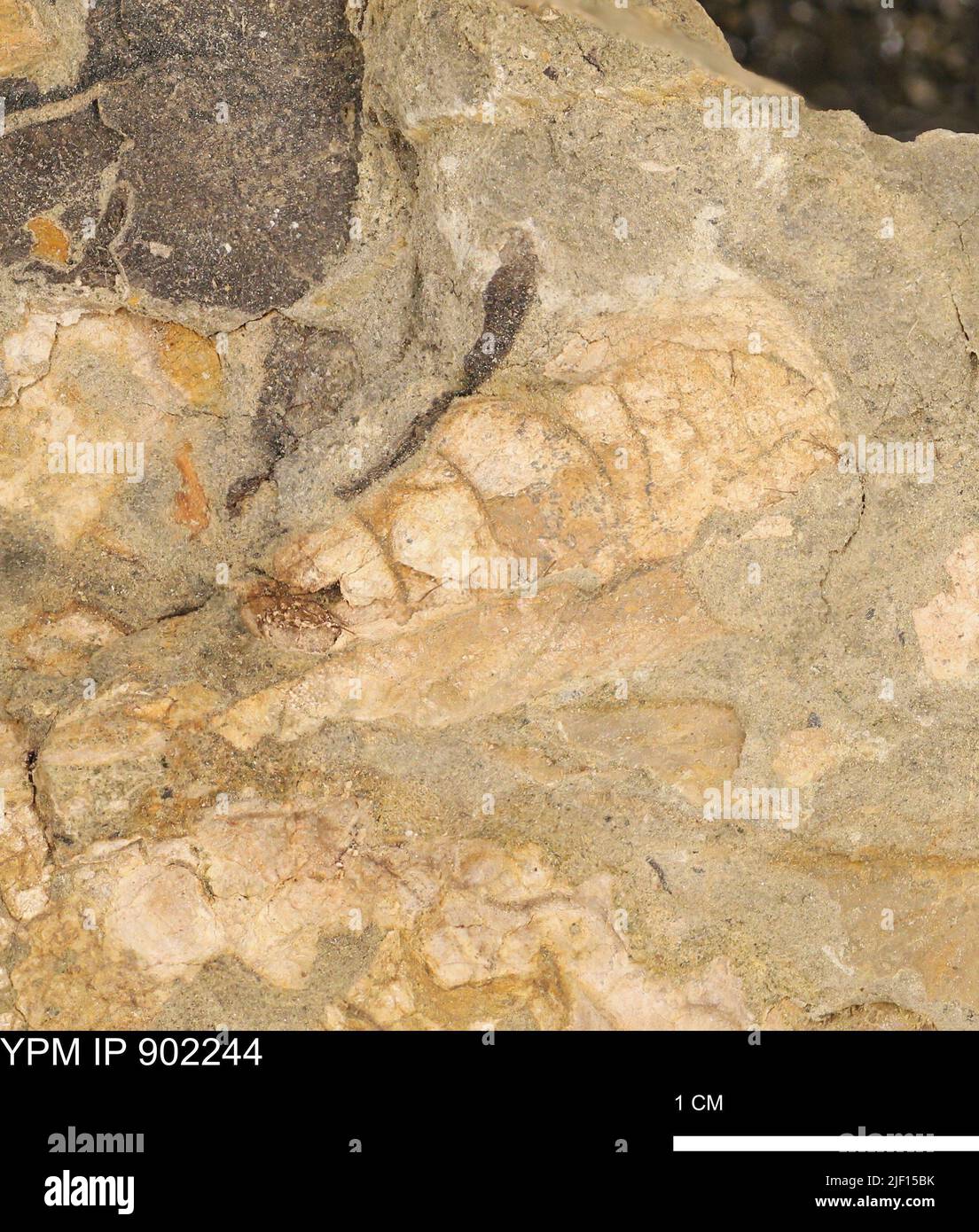Inoceramidae hi-res stock photography and images - Alamy