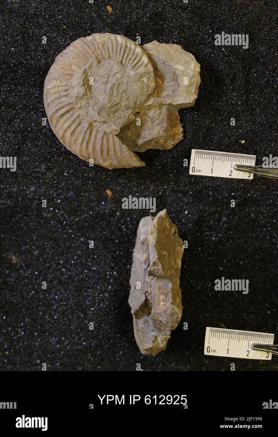 Ammonitina hi-res stock photography and images - Alamy