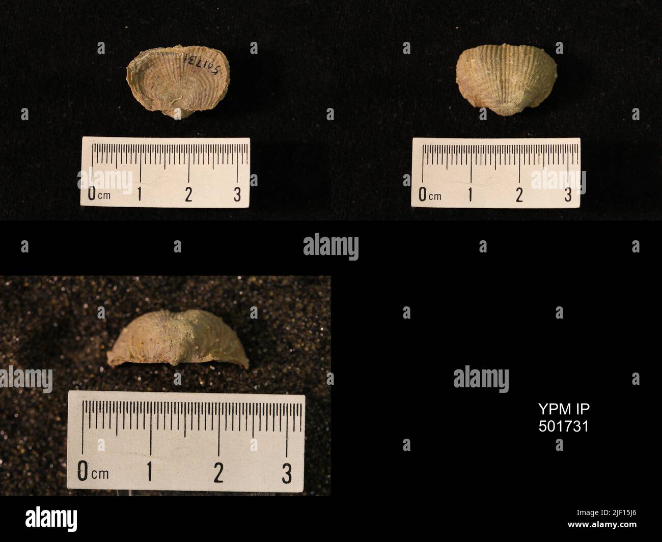 Foraminiferida hi-res stock photography and images - Alamy