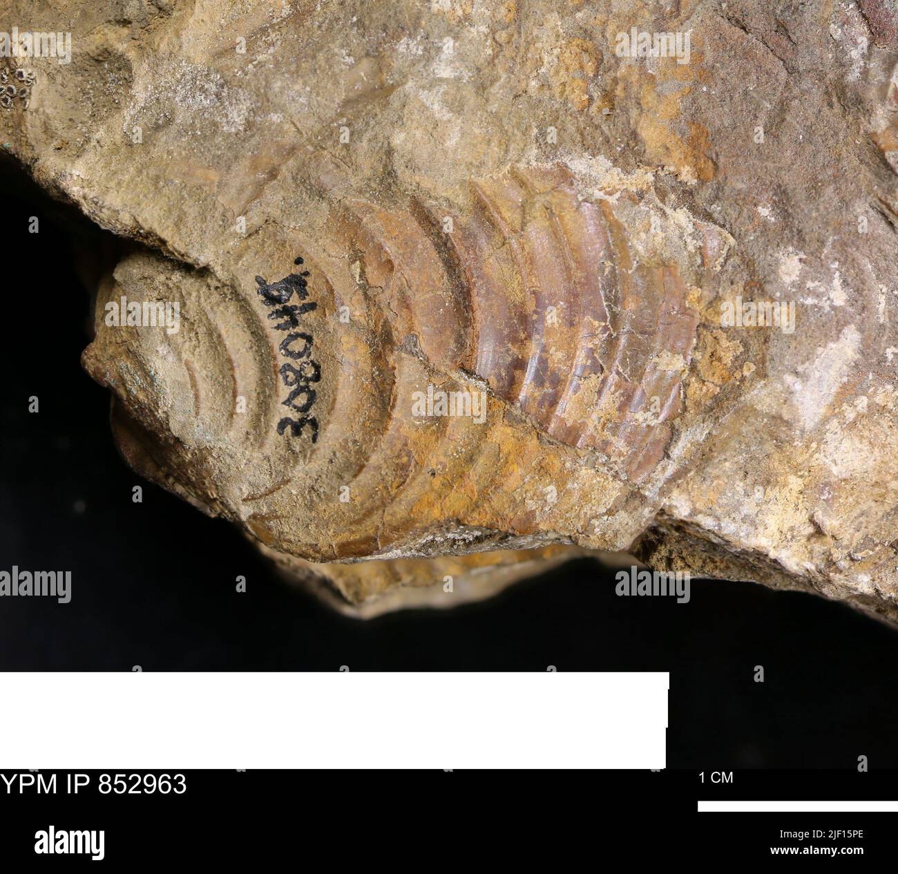 Inoceramus cf acutiplicata animalia hi-res stock photography and images ...