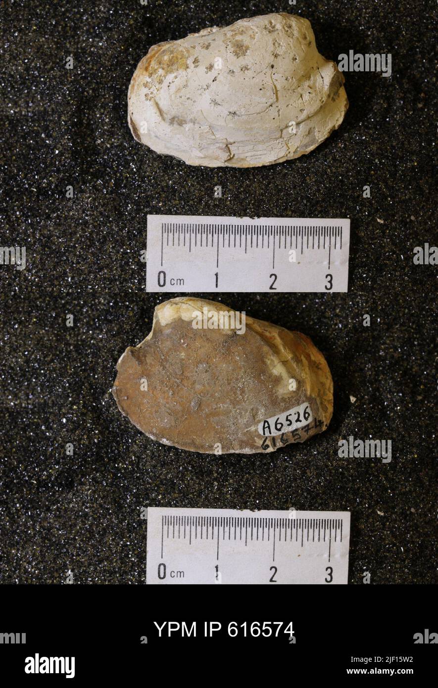 Corbicula sp animalia hi-res stock photography and images - Alamy