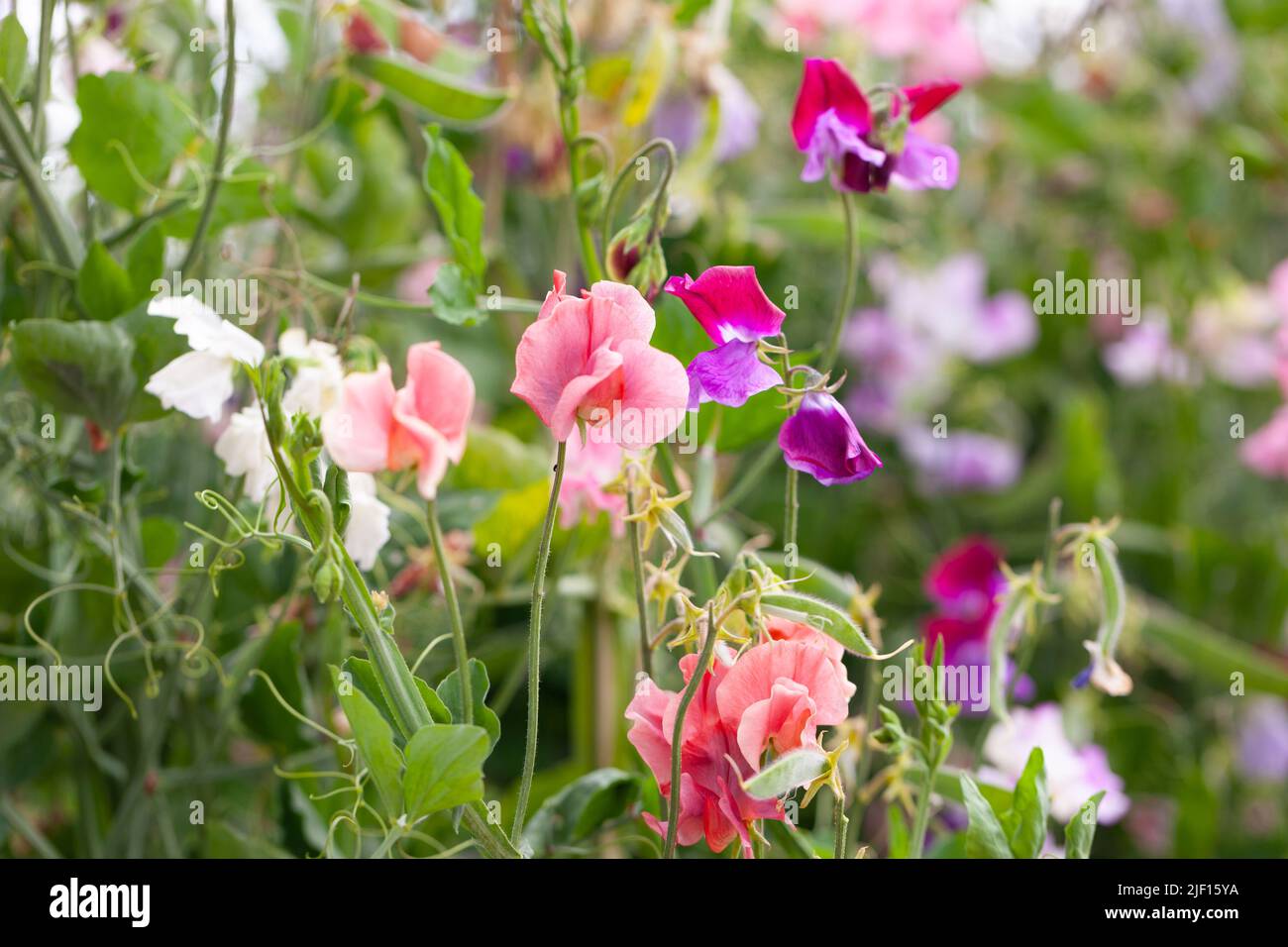 Close-up of colourful varieties of Sweet Peas, Lathyrus odoratus growing during midsummer of ...