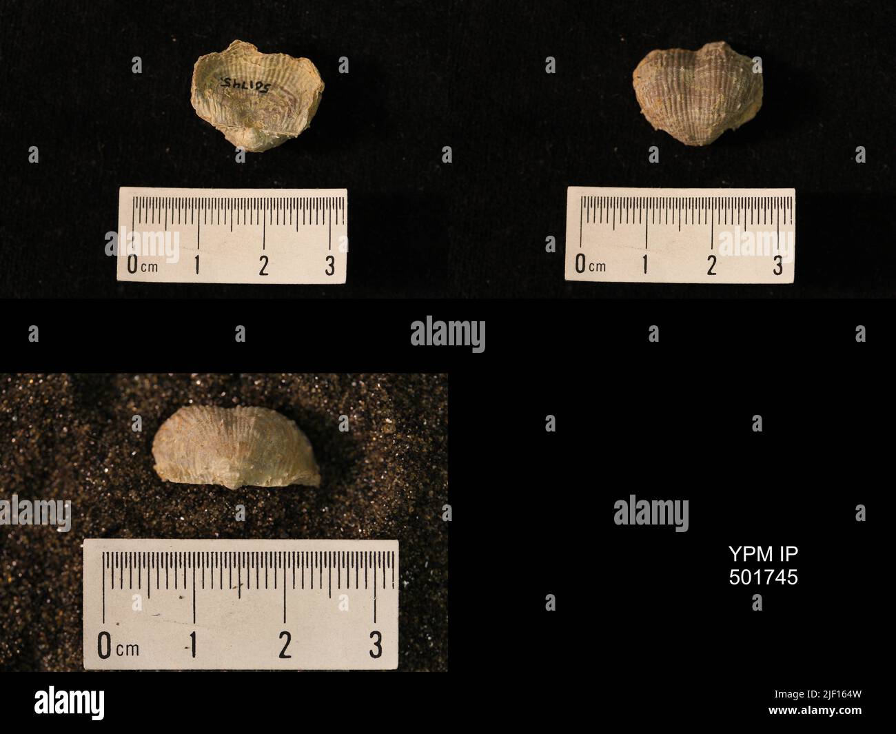 Neogloboquadrina pachyderma (Ehrenberg, 1861 Stock Photo - Alamy