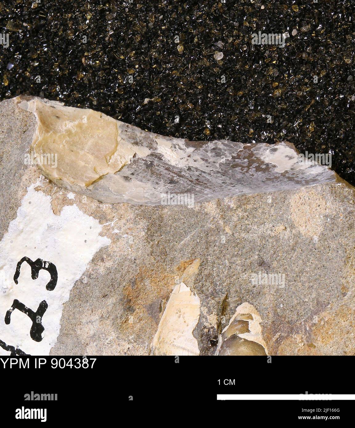 Undet animalia animalia animals hi-res stock photography and images - Alamy