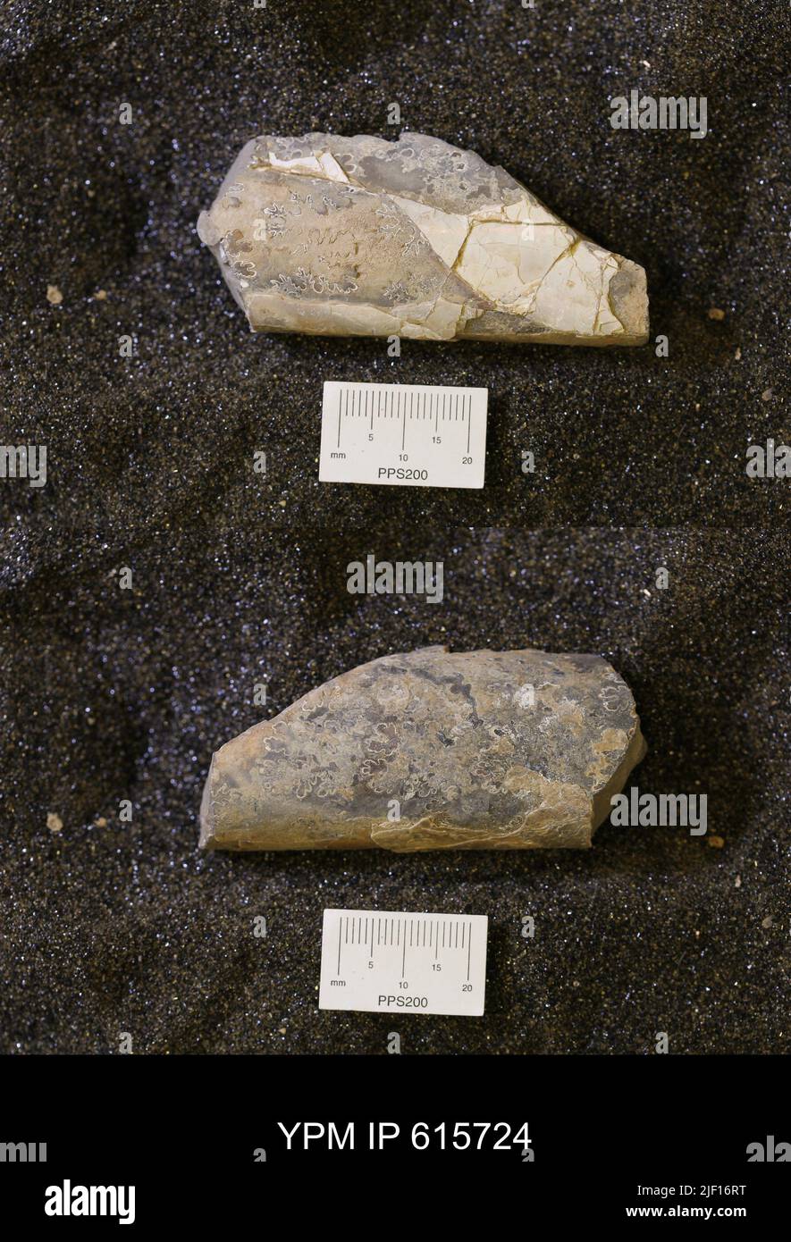 Baculites sp animalia hi-res stock photography and images - Alamy