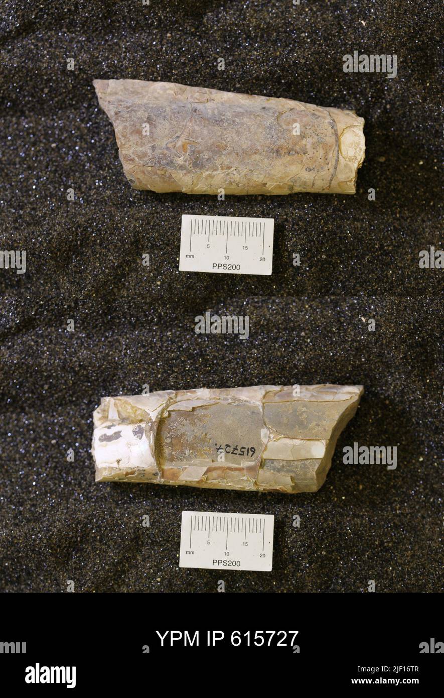 Baculites sp animalia hi-res stock photography and images - Alamy