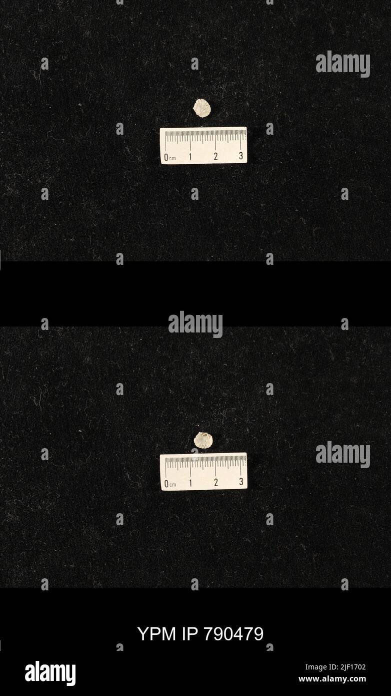 Brachiopod exhibits hi-res stock photography and images - Alamy