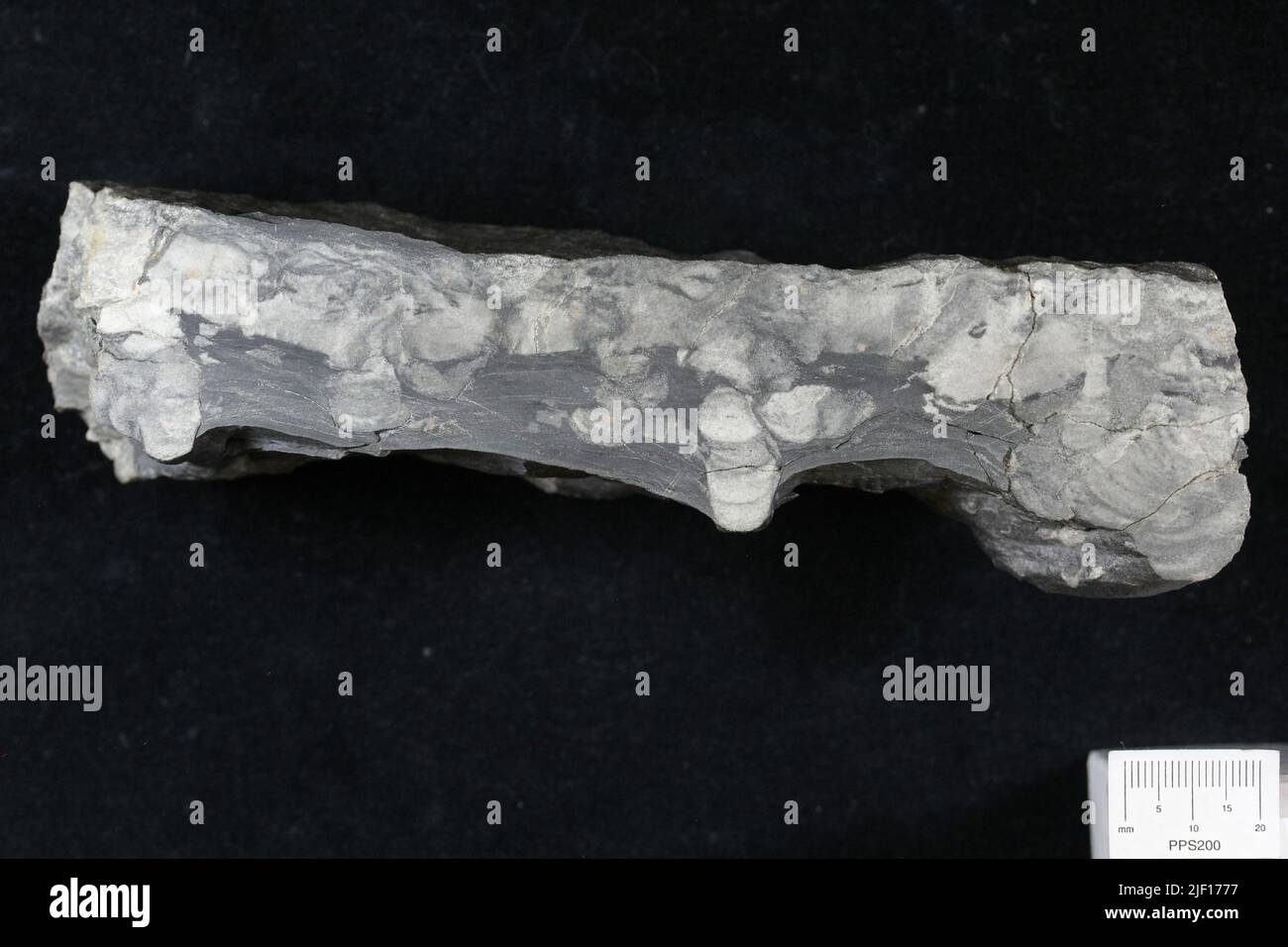 Hypotype ichnofossil hi-res stock photography and images - Alamy