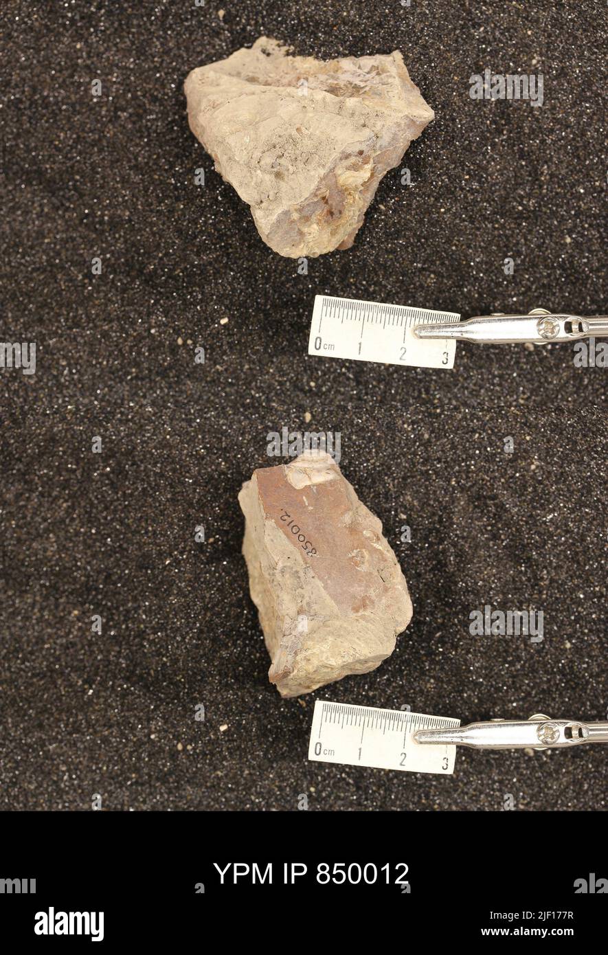 Cephalopod ammonites cretaceous period hi-res stock photography and ...