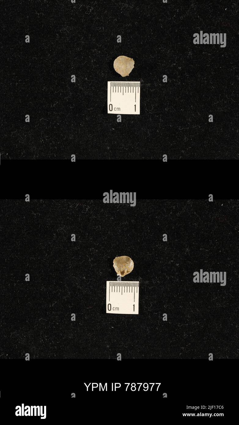 Brachiopoda hi-res stock photography and images - Alamy