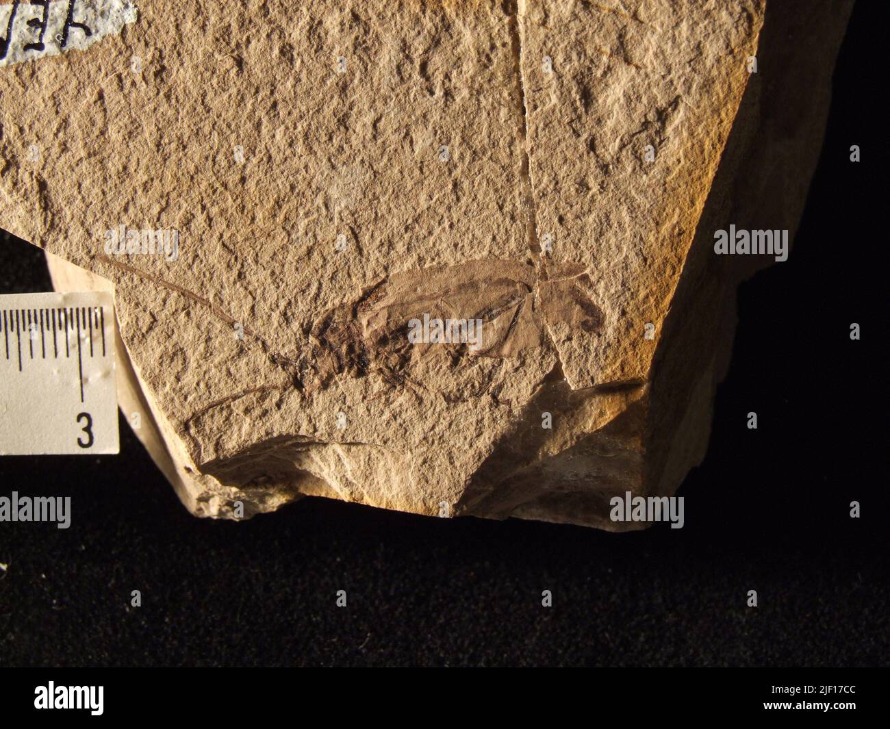 1907 animalia hi-res stock photography and images - Alamy