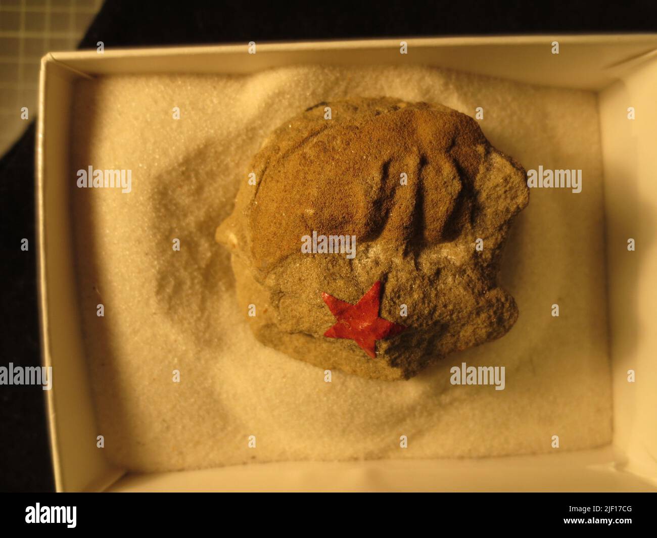 Conchidium hi-res stock photography and images - Alamy