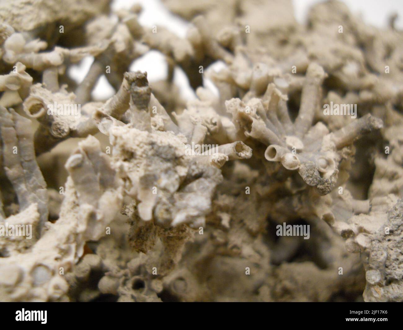Umbellifera hi-res stock photography and images - Alamy