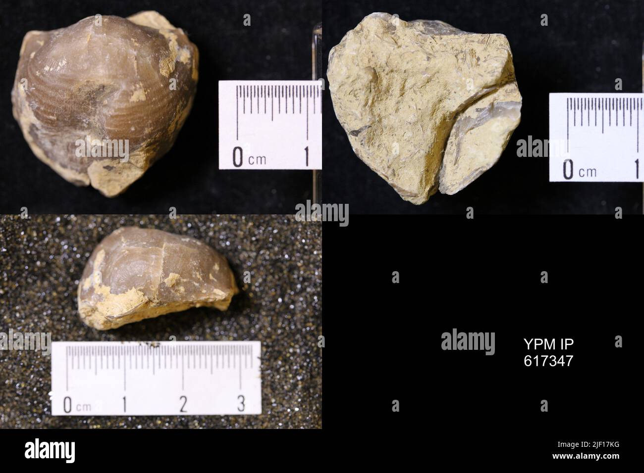 Hemisphaerium hi-res stock photography and images - Alamy