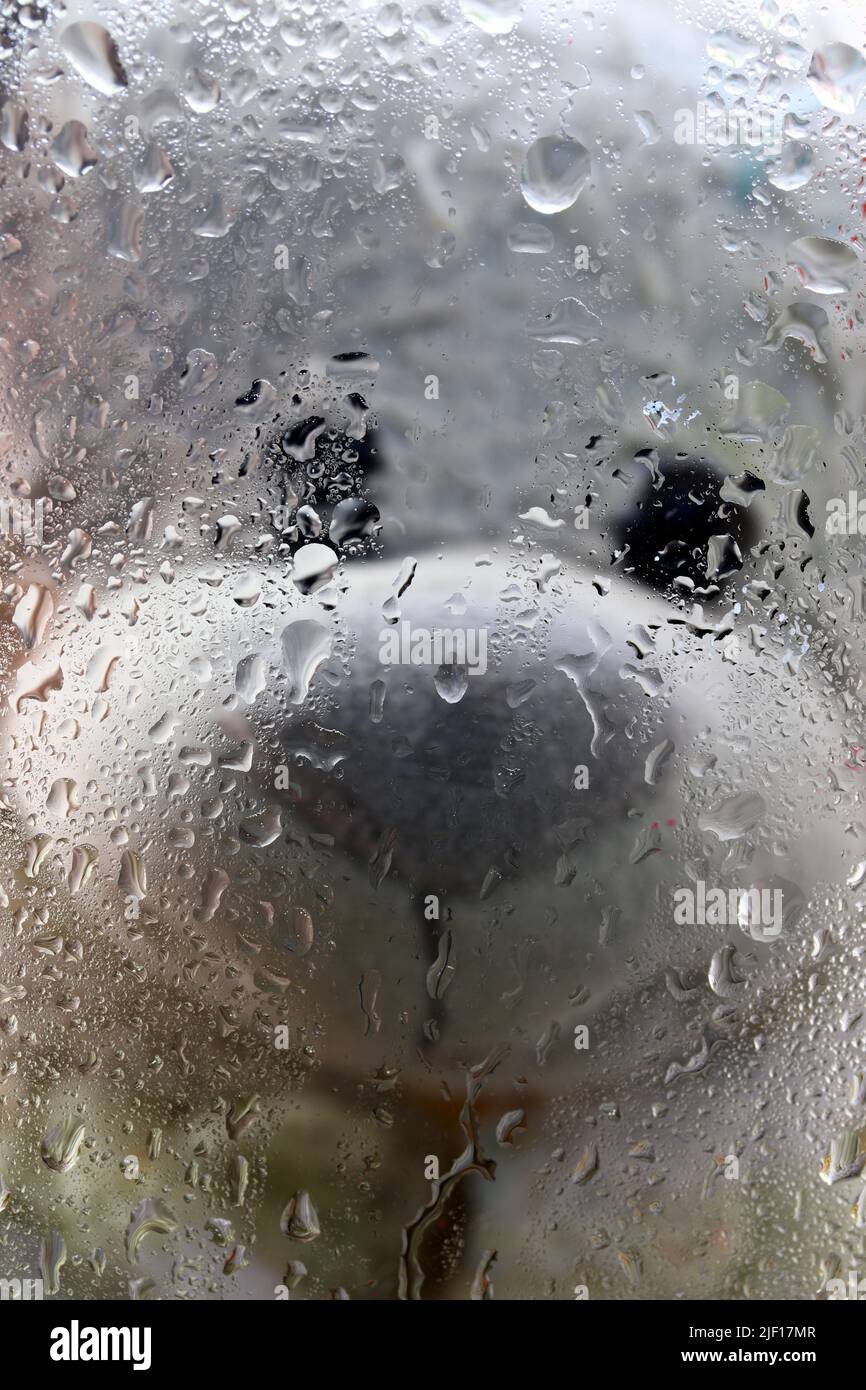 Cute teddy bear behind water drops on glass Stock Photo - Alamy